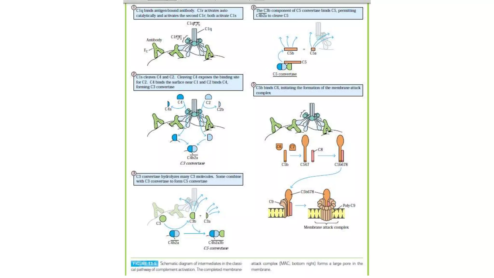 Complement system | PPT