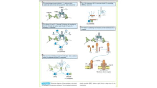 Complement system | PPT