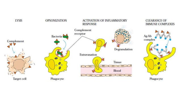 Complement system | PPT