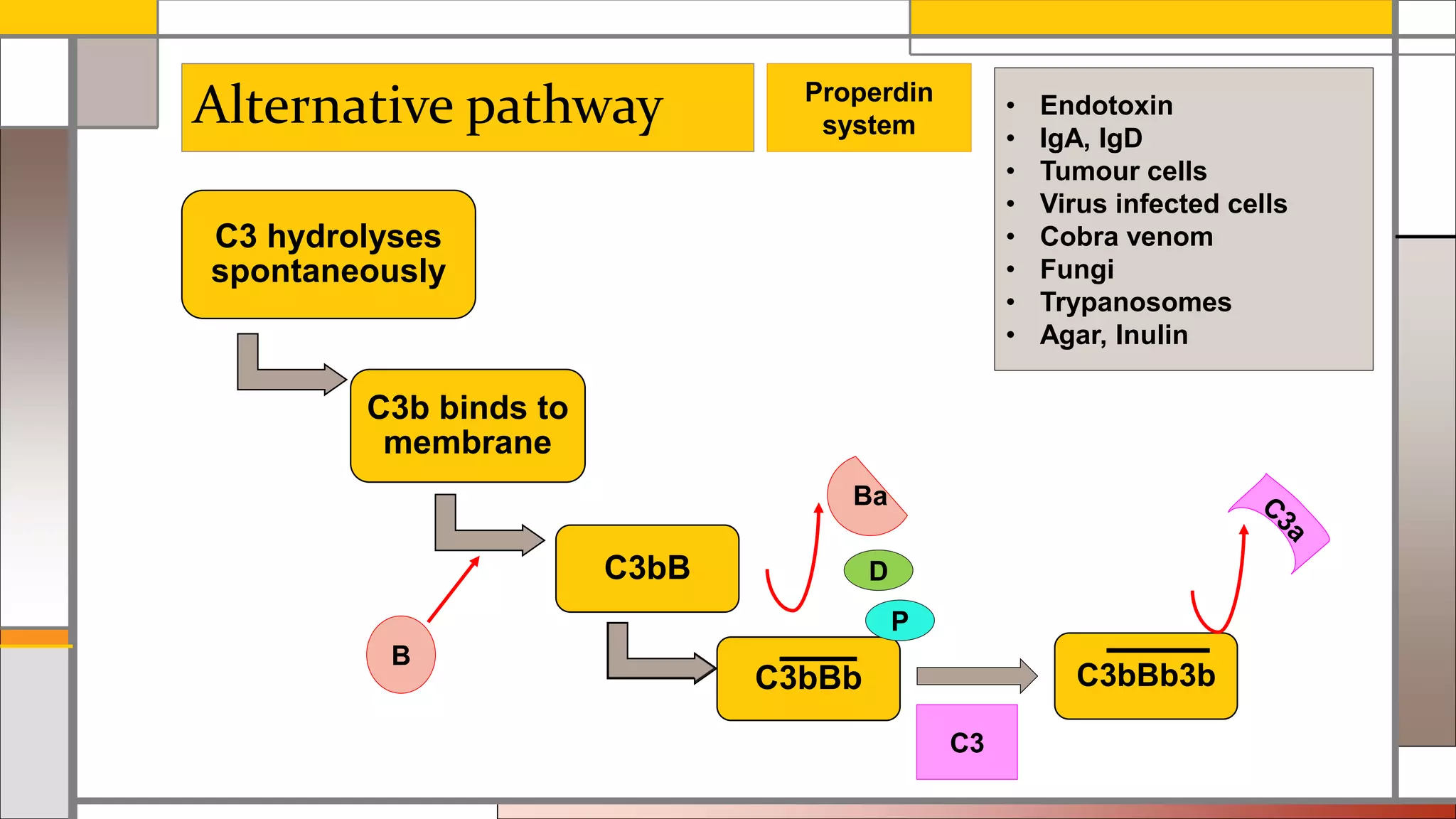 Complement system | PPTX