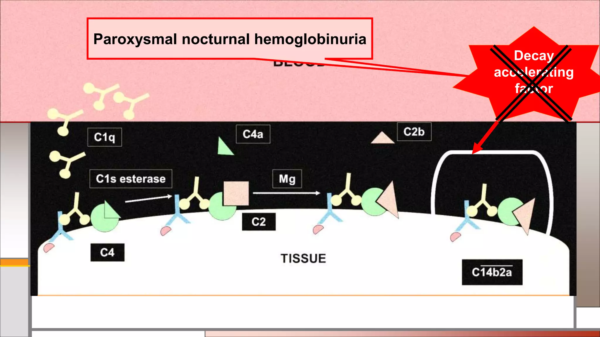 Complement system | PPTX