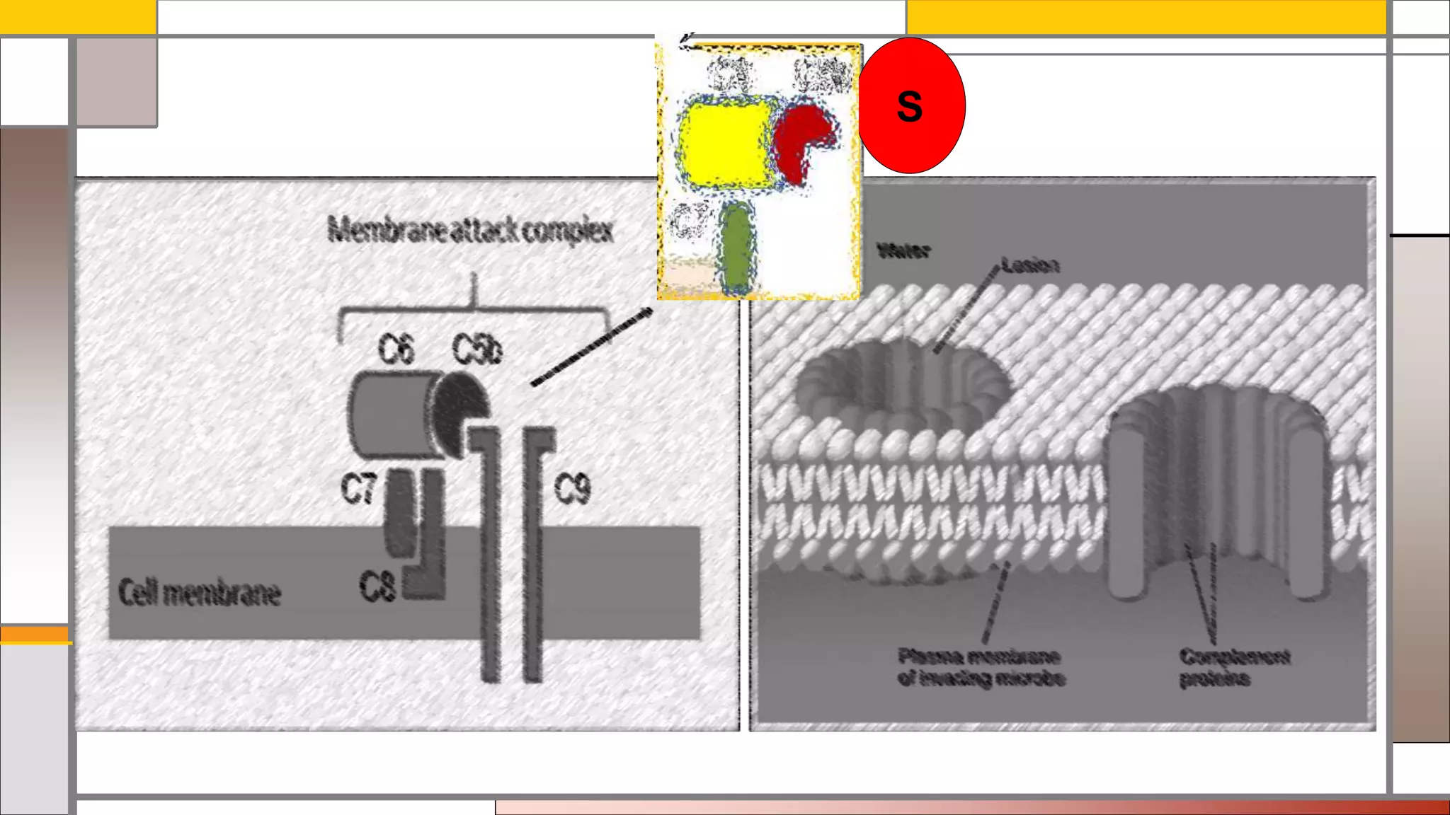 Complement system | PPTX