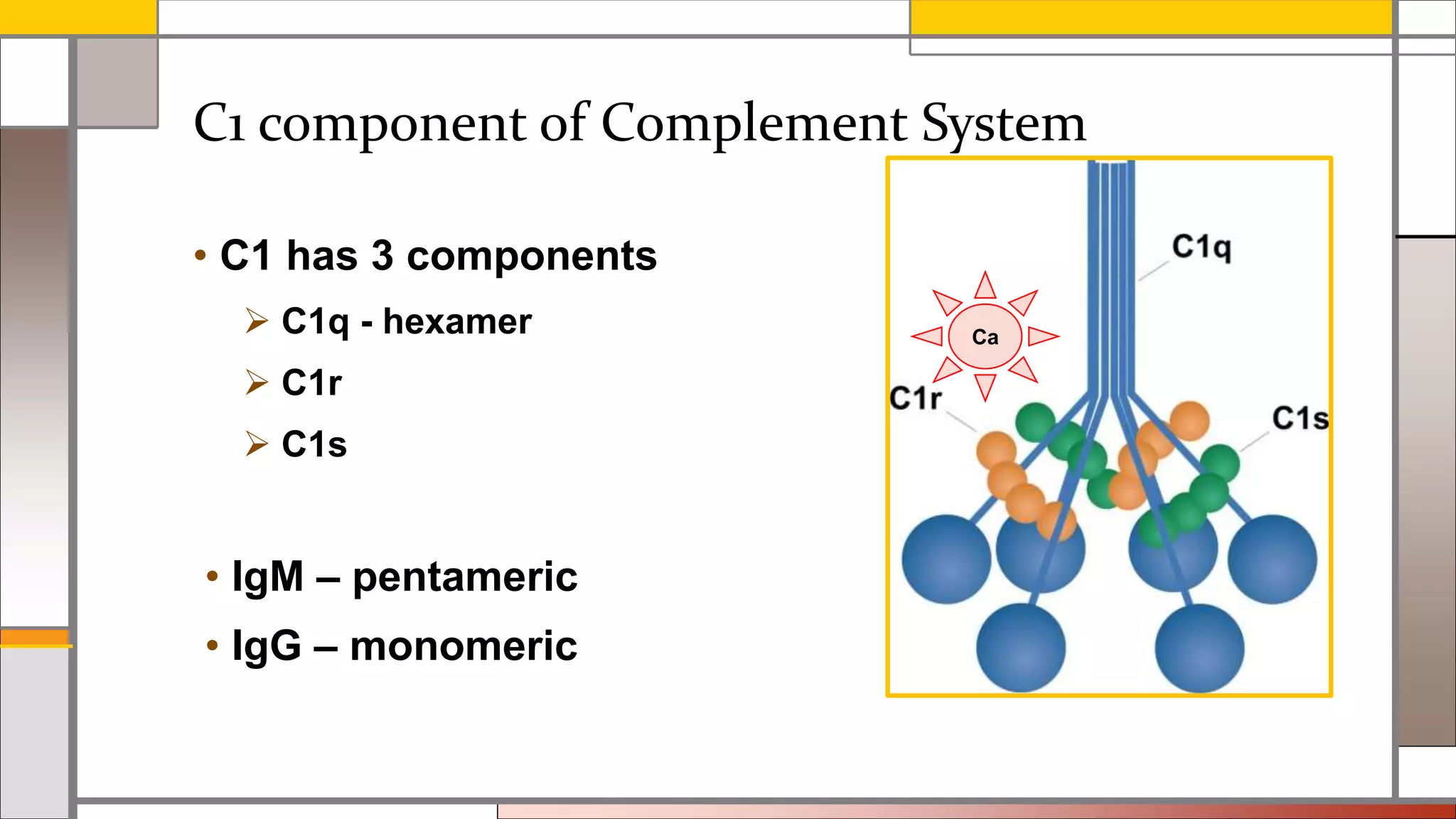 Complement system | PPTX