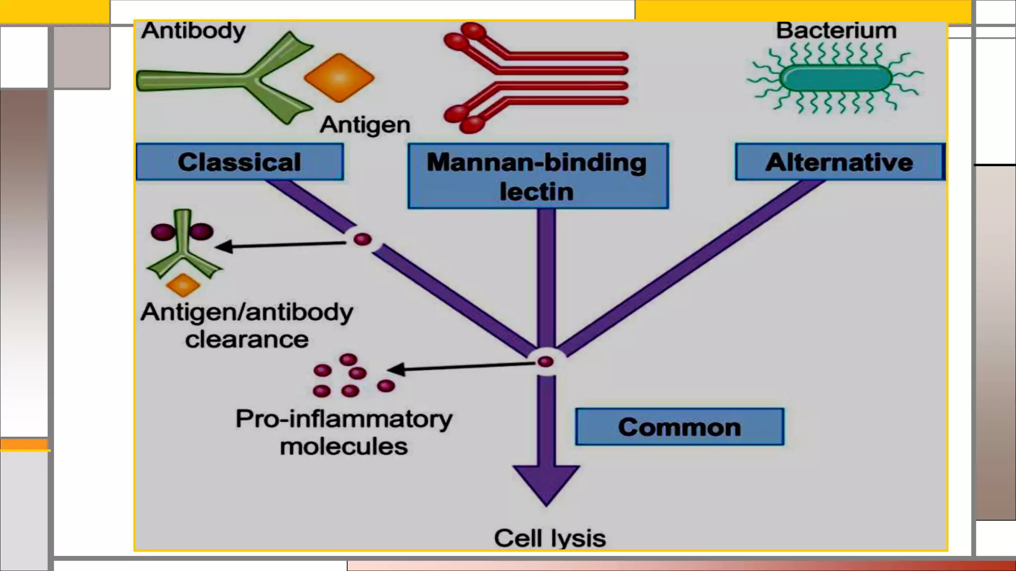 Complement system | PPTX