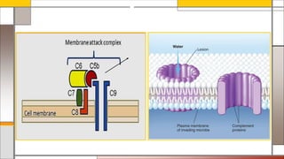 Complement system | PPTX