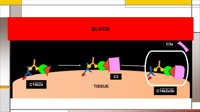 Complement system | PPT