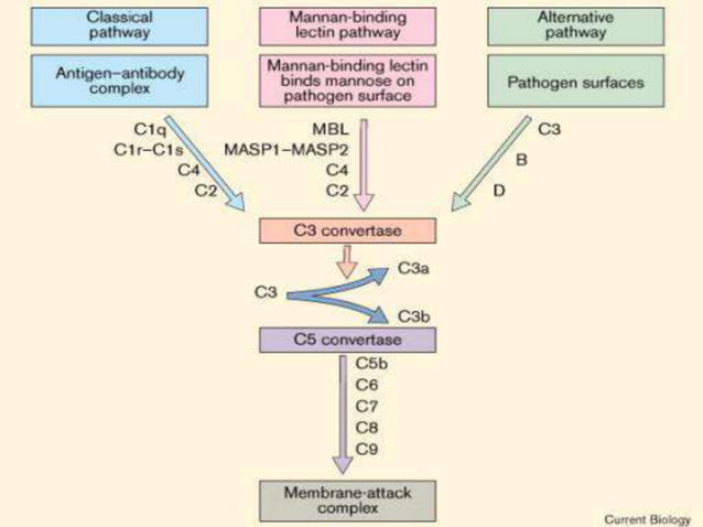 Complement system by Dr. Rakesh Prasad Sah | PPTX | Infectious Diseases ...