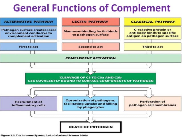 Complement system by Dr. Rakesh Prasad Sah | PPTX | Infectious Diseases ...