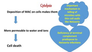 Complement system | PPTX