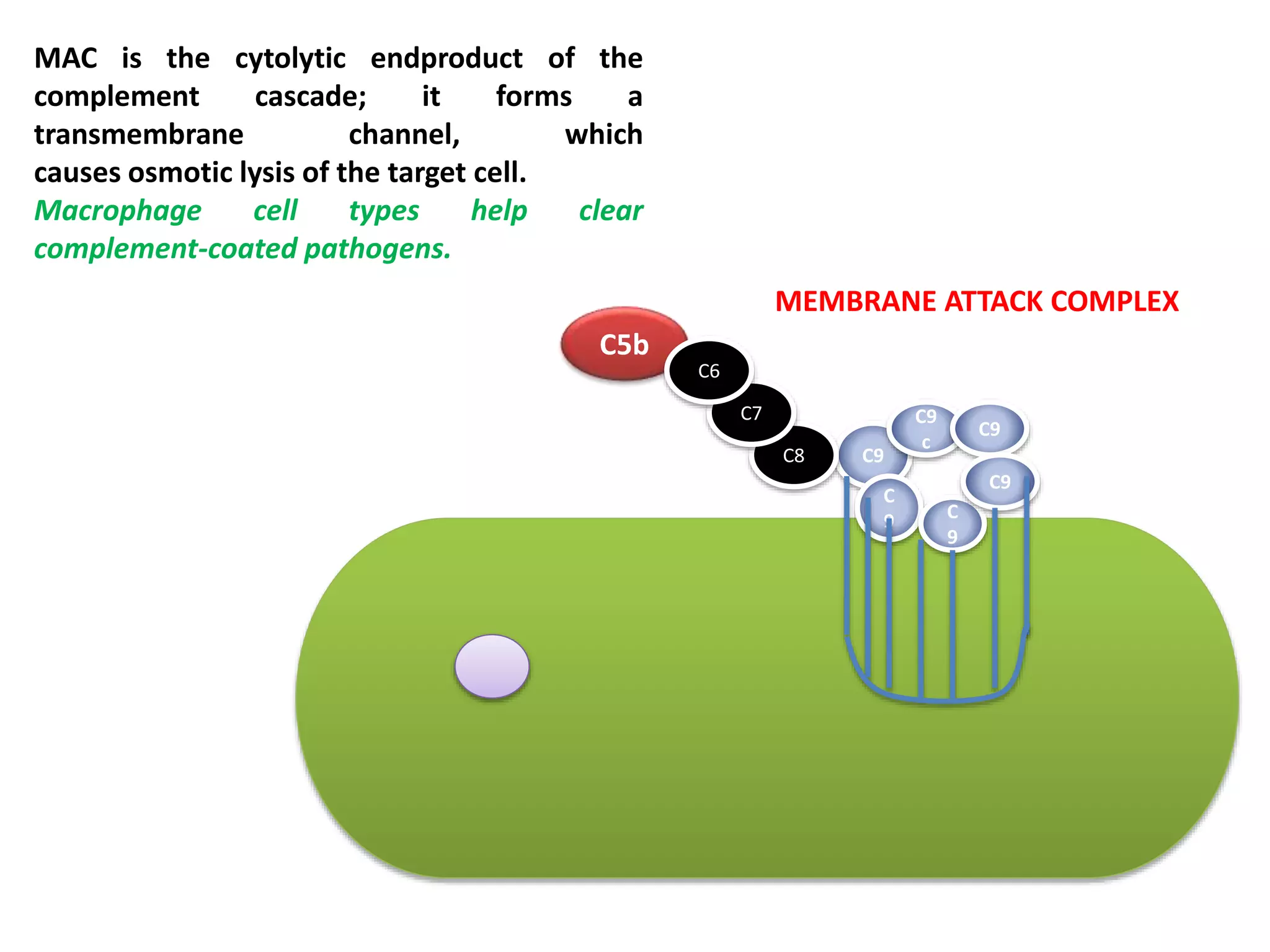 Complement system | PPTX