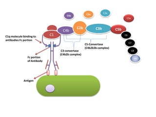 Complement system | PPTX | Chemistry | Science