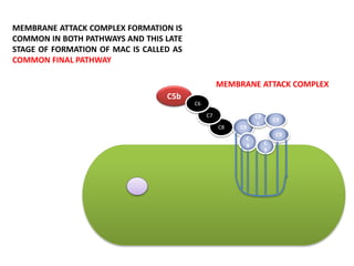 Complement system | PPTX | Chemistry | Science