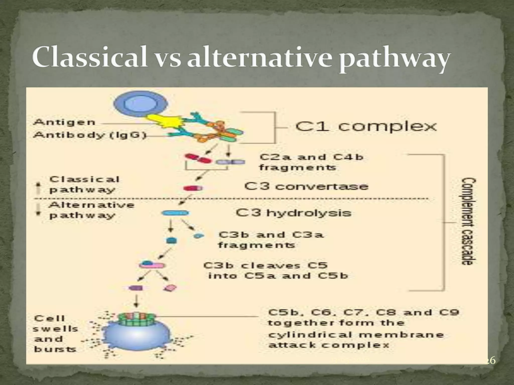 Complement system | PPT