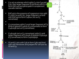 Complement system | PPT