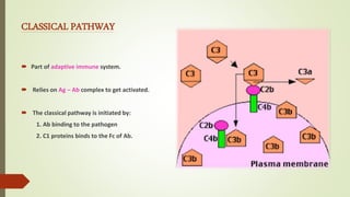 Complement system | PPTX