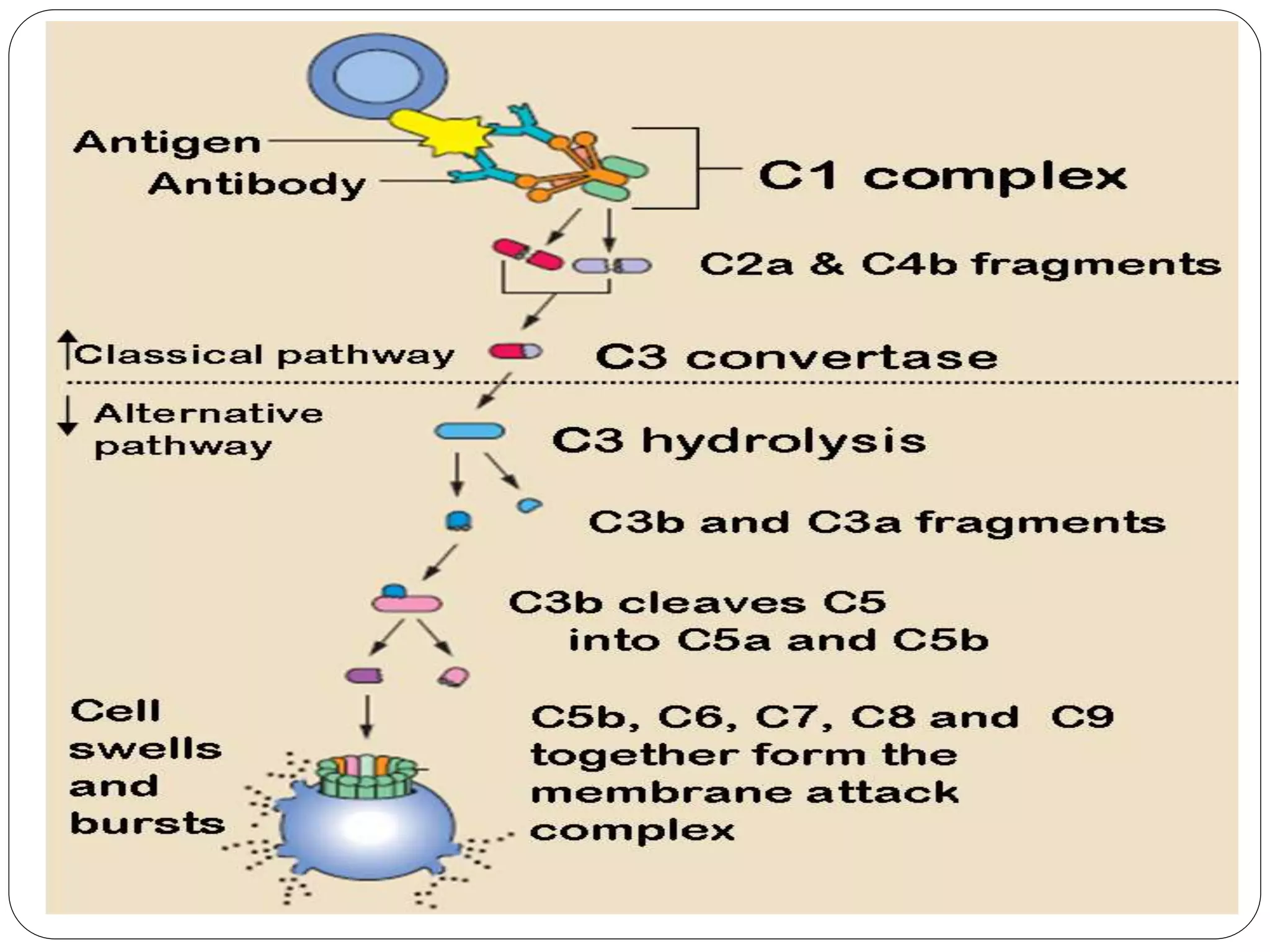 Complement system | PPT