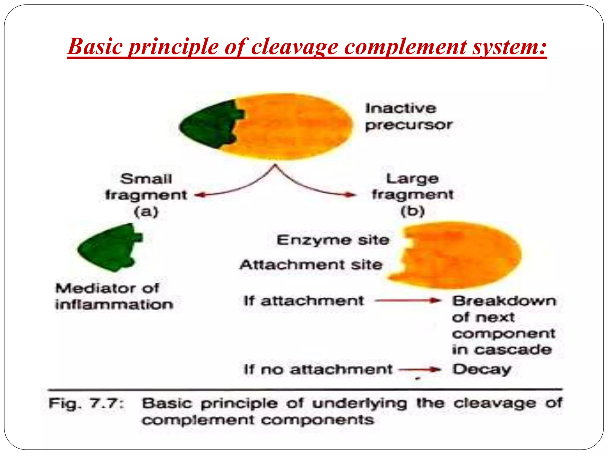 Complement system.pptx2 | PPT