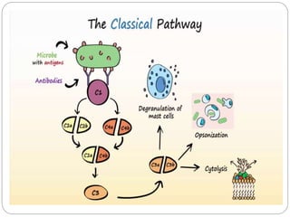 Complement system.pptx2 | PPT