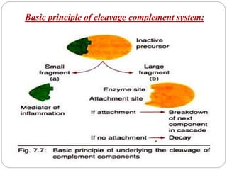 Complement system.pptx2 | PPT