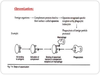 Complement system.pptx2 | PPT