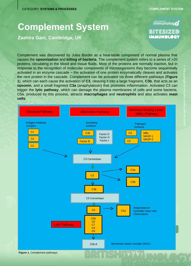 Complement system | PDF