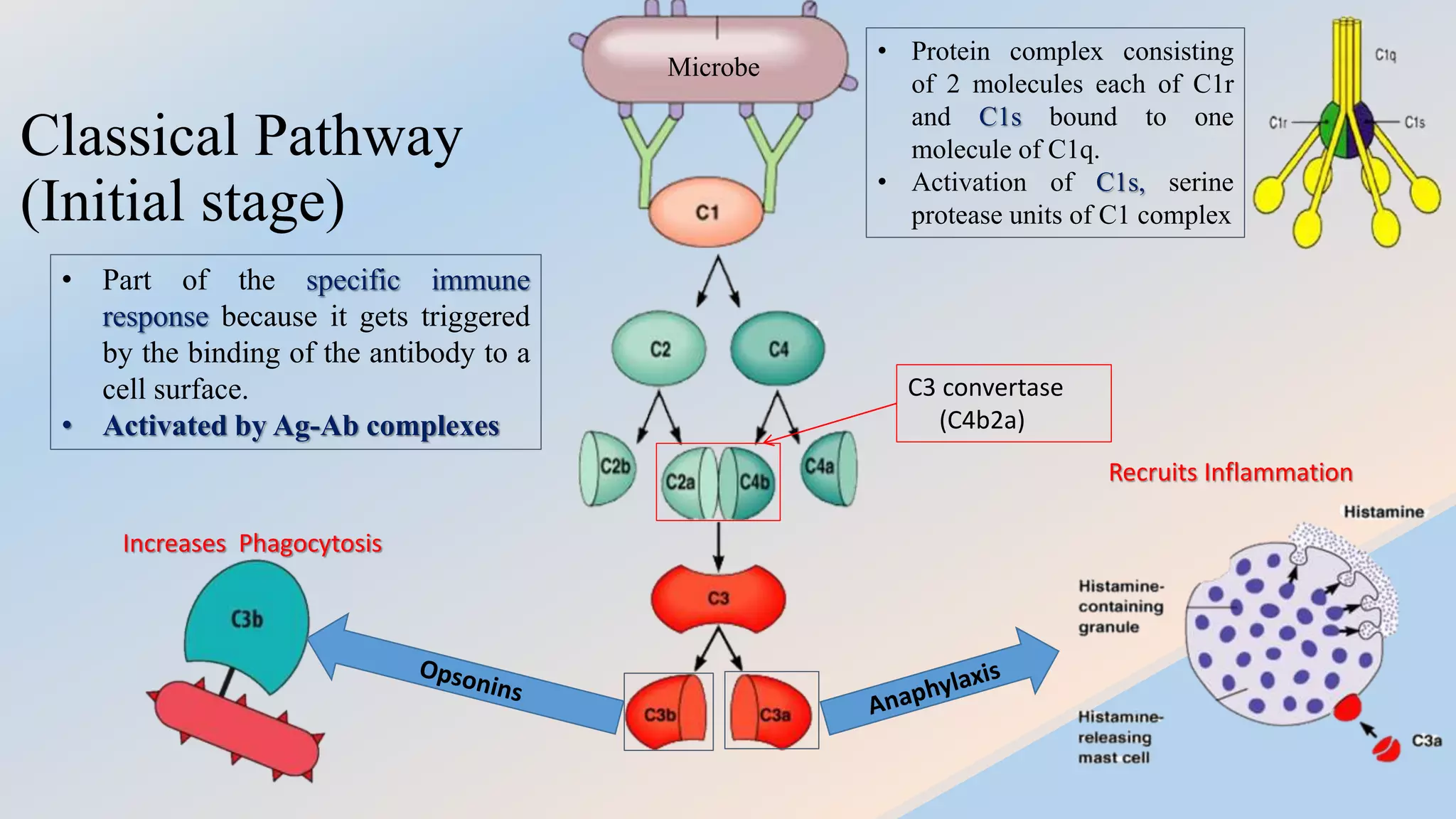 Fish Complement system- Pathways and Regulations | PPTX