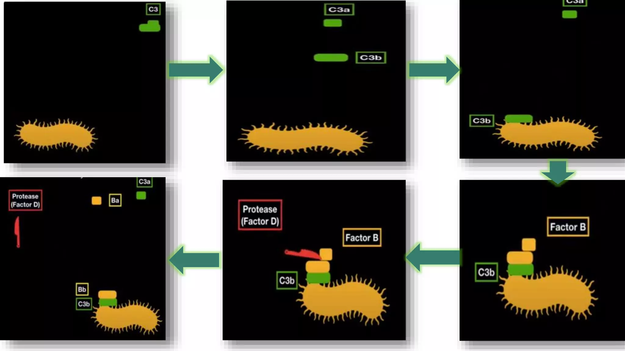 Fish Complement system- Pathways and Regulations | PPTX
