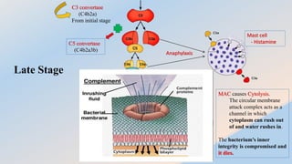 Fish Complement system- Pathways and Regulations | PPTX