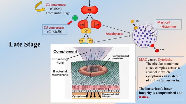Fish Complement system- Pathways and Regulations | PPTX