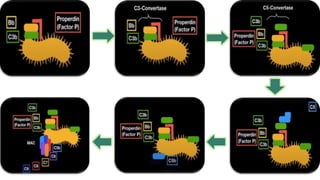 Fish Complement system- Pathways and Regulations | PPTX