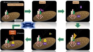 Fish Complement system- Pathways and Regulations | PPTX