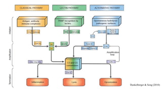Fish Complement system- Pathways and Regulations | PPTX