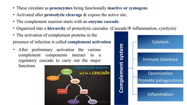 Fish Complement system- Pathways and Regulations | PPTX