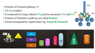 Fish Complement system- Pathways and Regulations | PPTX