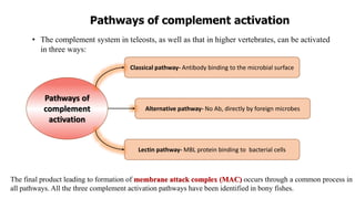 Fish Complement system- Pathways and Regulations | PPTX