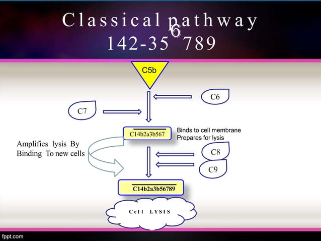 Complement system | PPT