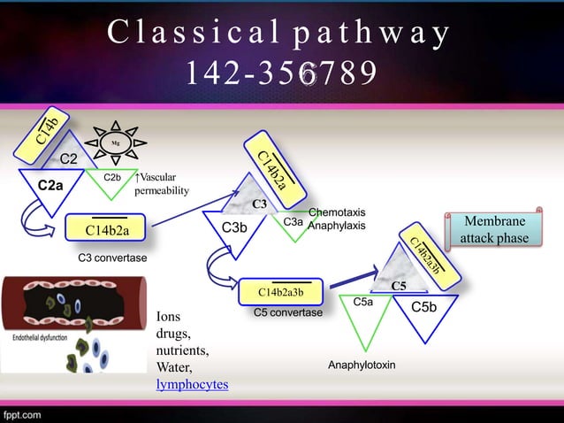 Complement system | PPT