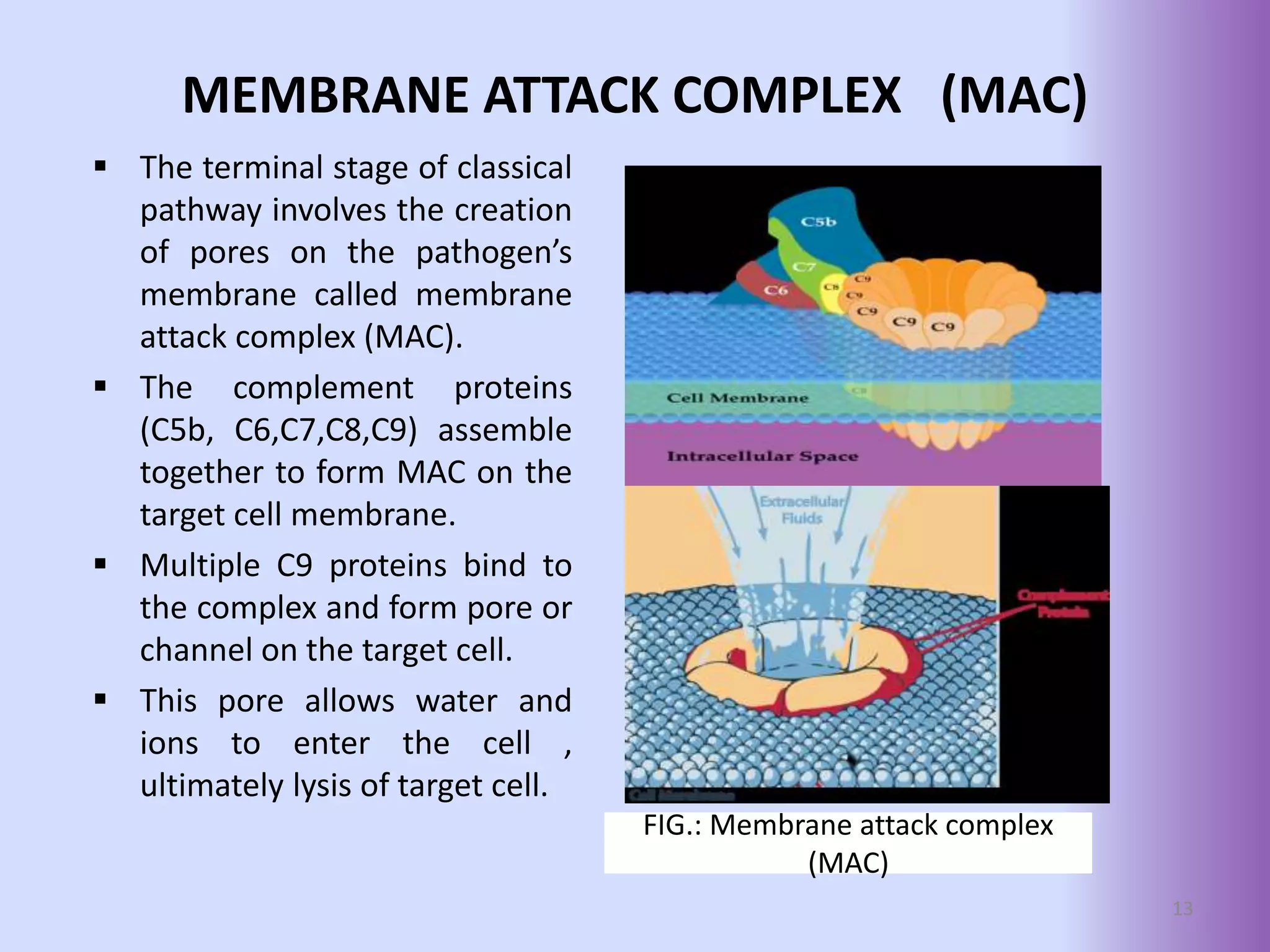 Complement System.pptx