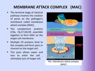 Complement System.pptx | Blood Disorders | Diseases and Conditions