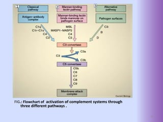 Complement System.pptx