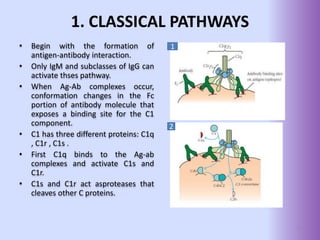 Complement System.pptx