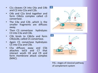 Complement System.pptx