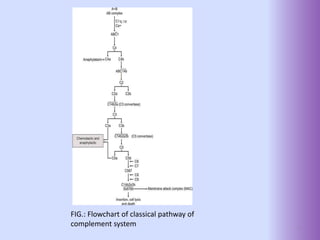 Complement System.pptx