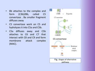 Complement System.pptx