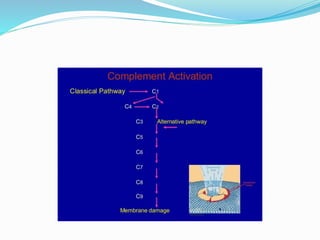 COMPLEMENT SYSTEM.pptx