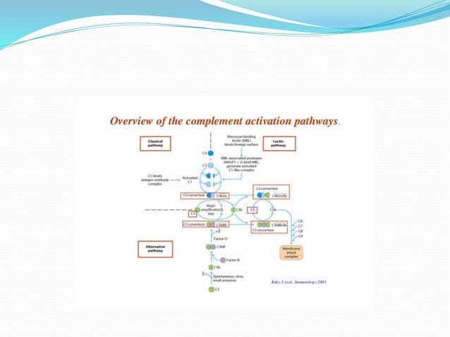 COMPLEMENT SYSTEM.pptx