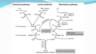 Complement system.pptx