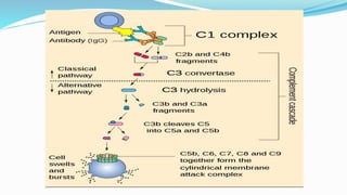Complement system.pptx