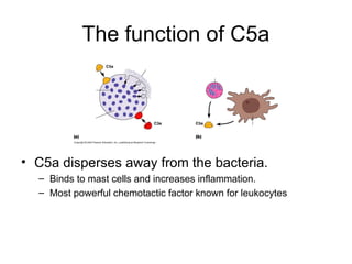 Complement System-Properties and functions | PPT