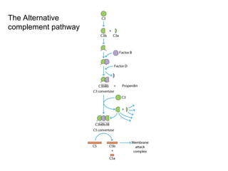 Complement System-Properties and functions | PPT